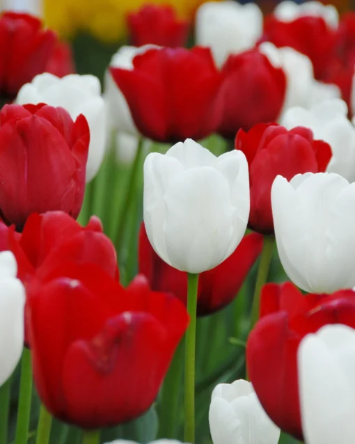 Official Tulip Collection 'Royal Style' Shop at UK Garden Plants Shop ...