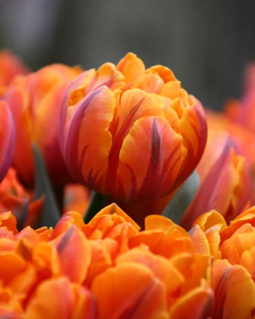 Essential Tulip 'Orange Princess' Picks at UK Garden Plants Shop | Shop ...